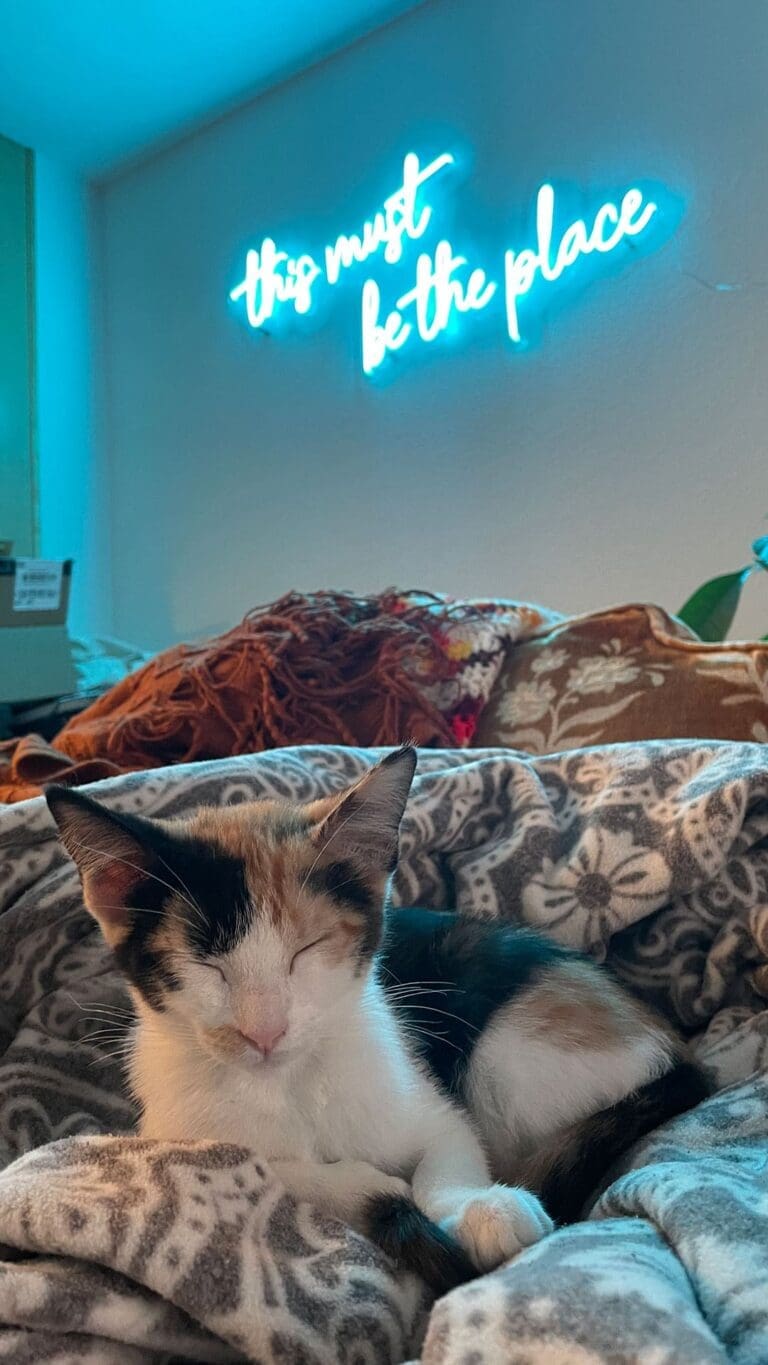 Home | coloradofelinefosterrescue.org