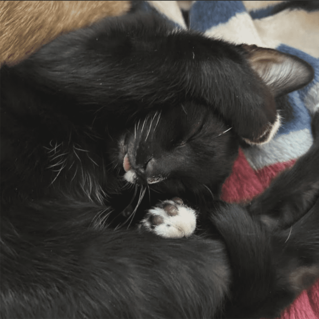 Five reasons to foster: A short-term commitment that saves a life ...